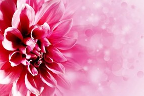 Tapeta krásný růžový květ - 225x150 cm