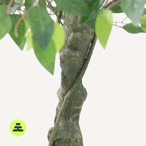 Umělý Ficus Vícepatrový 180 cm