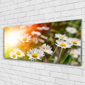 Plexisklo-obraz Sedmikrásky Květiny Paprsky 125x50 cm
