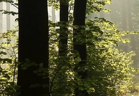 Obraz Lesní probuzení + háčky a hřebíčky ZDARMA Velikost (šířka x výška): 225x90 cm
