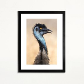 Jakub Hodáň | Emu hnědý Rám: Černý, Velikost: 30 x 20 cm