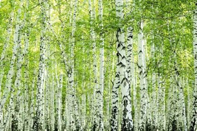 DIMEX | Samolepicí vliesová fototapeta na zeď Jarní březový les MA-5-1853 | 375 x 250 cm | zelená, bílá, černá
