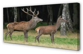 Obrazy na plátně jelen lesní 125x50 cm