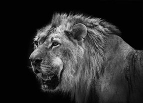 Malvis Tapeta Černobílý lev Vel. (šířka x výška): 504 x 310 cm