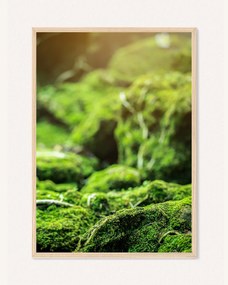 Oboustranný plakát Divoké Borovice / Mech | 30 x 42 cm | DP351317