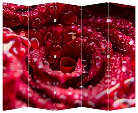 Paraván - Květ červené růže (210x170 cm)