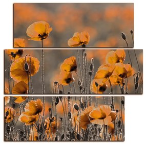 Obraz na plátně - Krásné divoké máky - čtverec 397QC (105x105 cm)