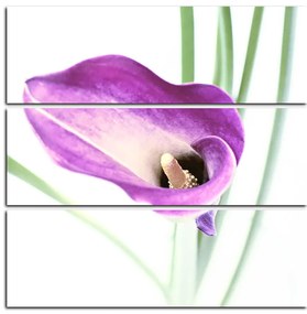 Obraz na plátně - Květina lilie - čtverec 379C (105x105 cm)