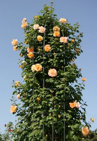 Garden King Opora pro pnoucí rostliny 188 x 40 cm