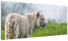 Tygr - obraz (100x40cm)