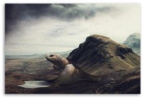 Gario Obraz na plátně Želva obrovská v poušti - Patryk Andrzejewski Rozměry: 60 x 40 cm