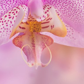 Malvis ® Tapeta Orchidej něžná Vel. (šířka x výška): 432 x 290 cm