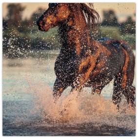 Obraz - Běžící kůň (30x30 cm)