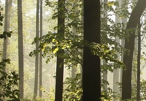 Třídílný obraz lesní kouzlo + háčky a hřebíčky ZDARMA Velikost (šířka x výška): 135x90 cm