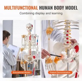 Model lidské kostry pro anatomii, 182 cm životní velikost