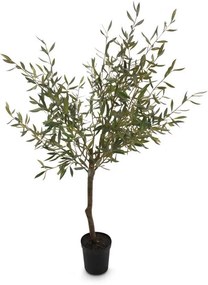 Olivovník- 150cm