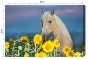 Obraz Kůň A Slunečnice Nedostatek Nedostatek Přírodní plátno 30x20