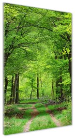 Wallmuralia Vertikální Foto obraz sklo tvrzené Zelený les 50x100