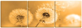 Obraz na plátně - Pampeliška v ranním slunci - panoráma 5214FB (90x30 cm)
