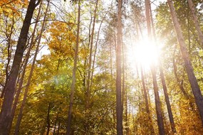 Obraz les v podzimních barvách Varianta: 120x80