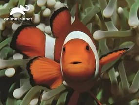 PRIME 3D Puzzle Animal Planet: Klaun očkatý / 3D efekt / 63 dílků / 31