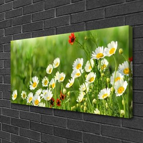 Obraz na plátně Sedmikráska Rostlina Příroda 140x70 cm