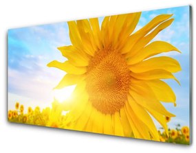 Obraz na skle Slunečnice Květ Slunce 125x50 cm