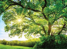 Malvis ® Tapeta Obrovský strom Vel. (šířka x výška): 504 x 310 cm