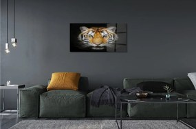 Obraz na skle Tygr 125x50 cm