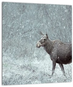 Obraz - Los v zasněženém lese (30x30 cm)