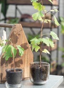 Skleněný obal na květináč 10cm, čirá barva, sklo