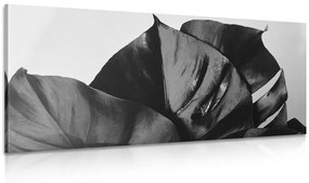 Obraz černobílý list monstery Varianta: 100x50