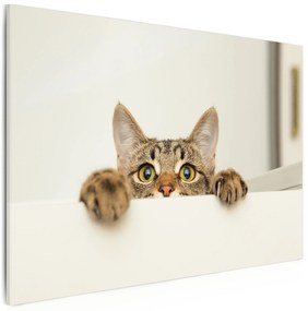 Malvis ® Obraz Kočka Velikost (šířka x výška): 150x100 cm