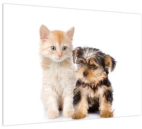 Obraz - kotě a štěně (70x50 cm)