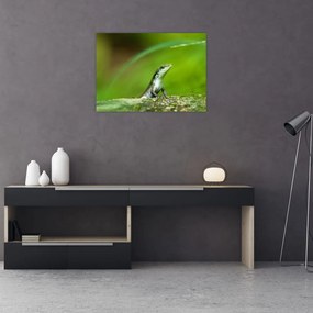 Skleněný obraz ještěrky (70x50 cm)