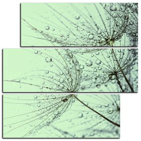 Obraz na plátně - Pampeliška s kapkami vody - čtverec 3203D (105x105 cm)