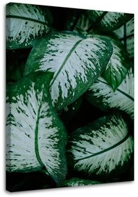 Obraz na plátně Zelené listy Přírodní rostlina - 60x90 cm