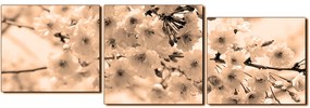 Obraz na plátně - Třešňový květ - panoráma 5279FE (120x40 cm)