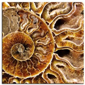 Obraz na plátně - Textura fosílie - čtverec 3174A (80x80 cm)
