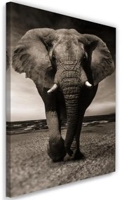 Obraz na plátně Afrika Slon černobílý - 80x120 cm