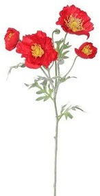 Vlčí mák 4 květy, v. 52 cm, červená