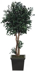 Populus crown 200 cm