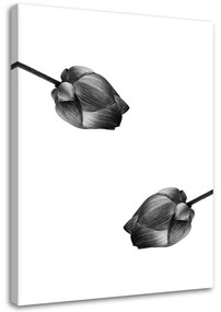 Obraz na plátně Květina Příroda Černá a bílá - 70x100 cm
