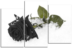 Obraz na plátně - Růže na sněhu 1103QD (105x70 cm)