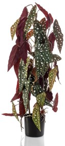 Begonia Maculata umělá V 75 cm