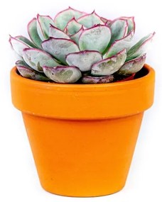 Echeveria mix, průměr 6 cm