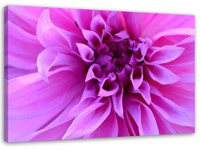 Obraz na plátně Růžové květy Rostliny Příroda - 60x40 cm