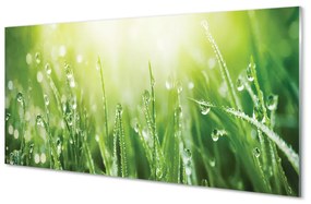 Skleněný panel Tráva slunce kapky 100x50 cm