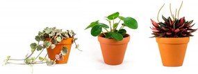 Set rostlin Baby plants sukulenty