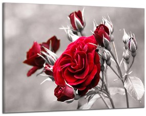 Obraz na plátně Růže 1284AX
